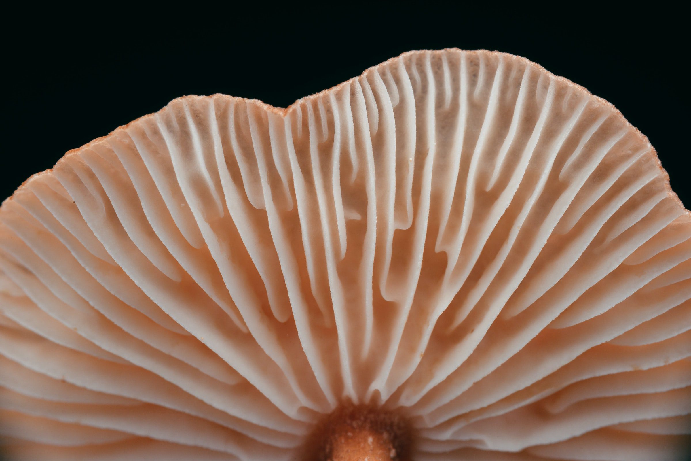 Understanding the Science and Growth of Termitomyces - Philip Odegard